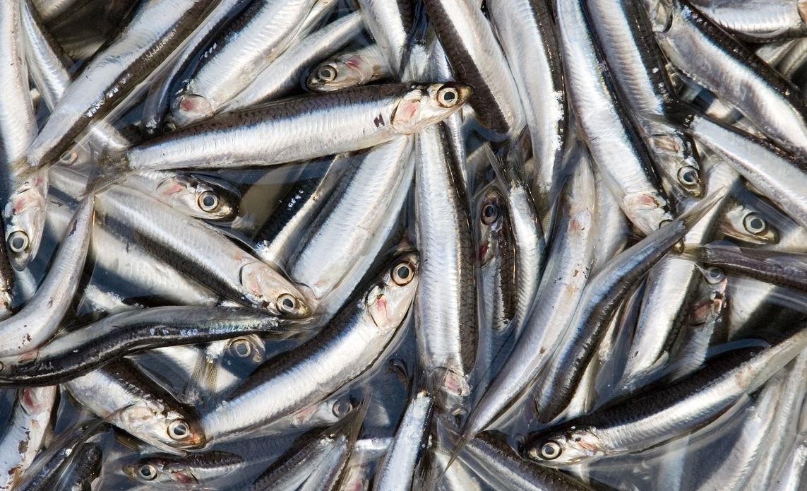 ¡pesca De Anchoveta A Paso Firme El Montonero