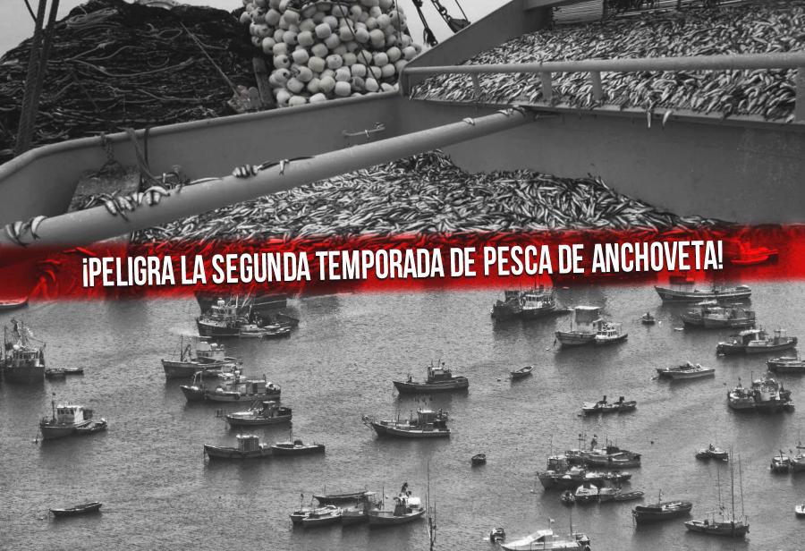 ¡peligra La Segunda Temporada De Pesca De Anchoveta El Montonero